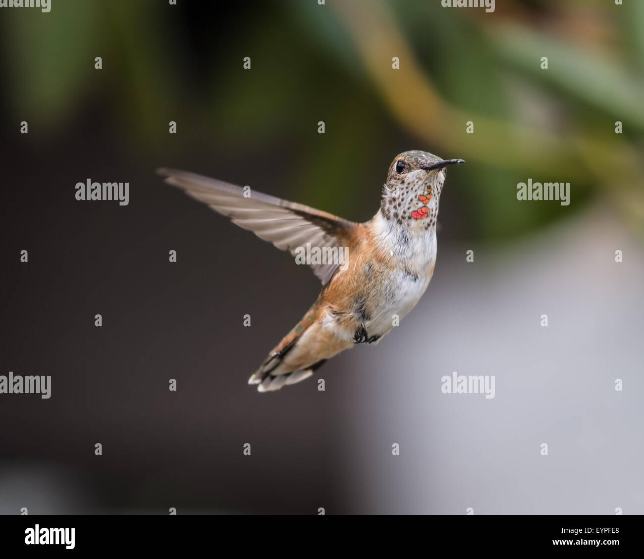 Hummingbird in Flight Stock Photo - Alamy