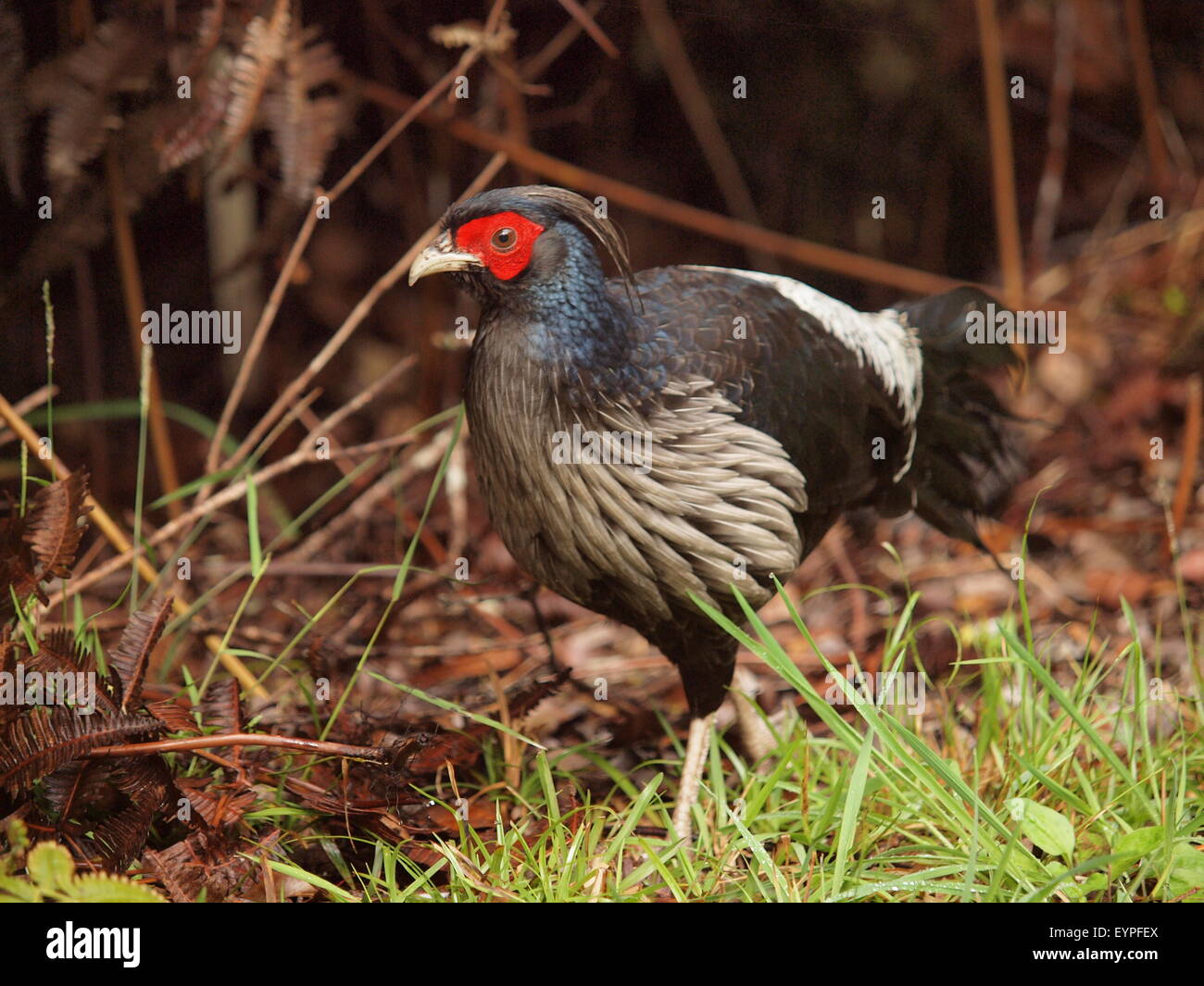 Kalij pheasant hawaii hi-res stock photography and images - Alamy