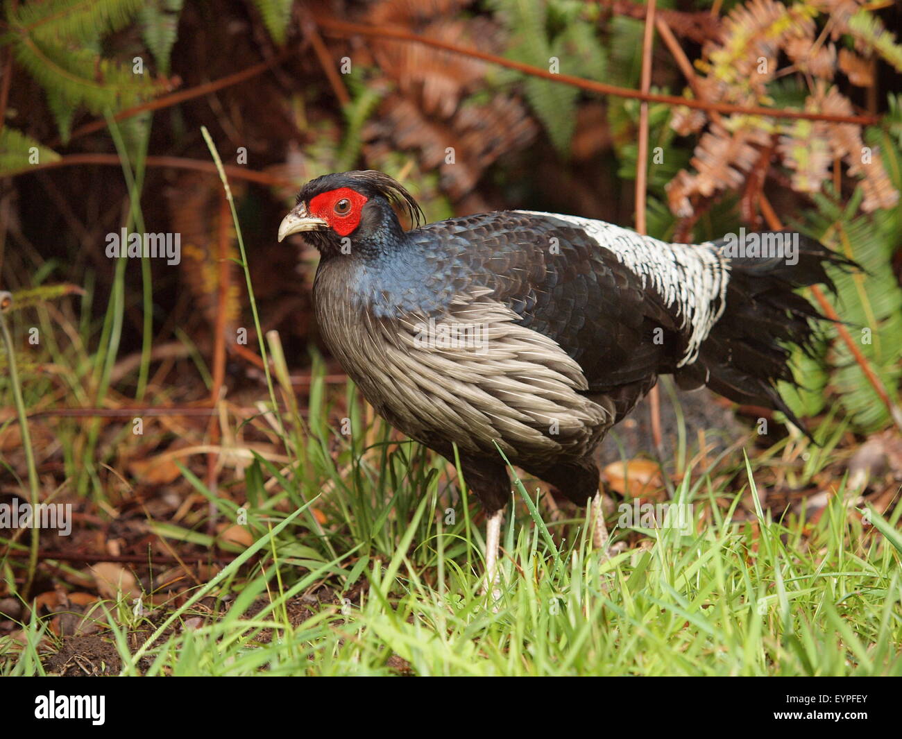 Kalij pheasant hi-res stock photography and images - Alamy