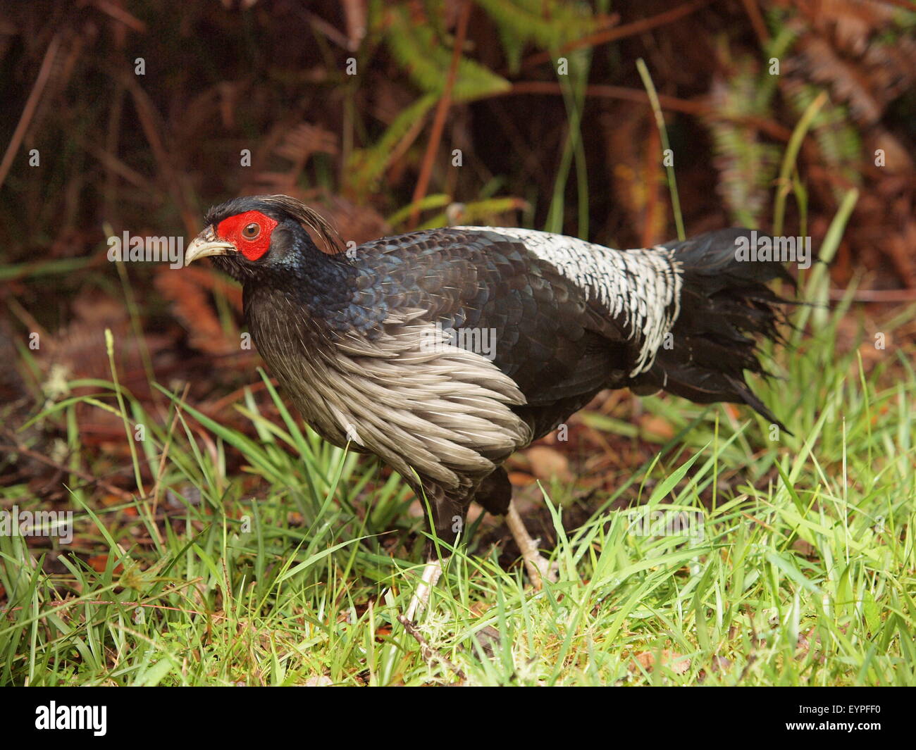 Kalij pheasant hi-res stock photography and images - Alamy