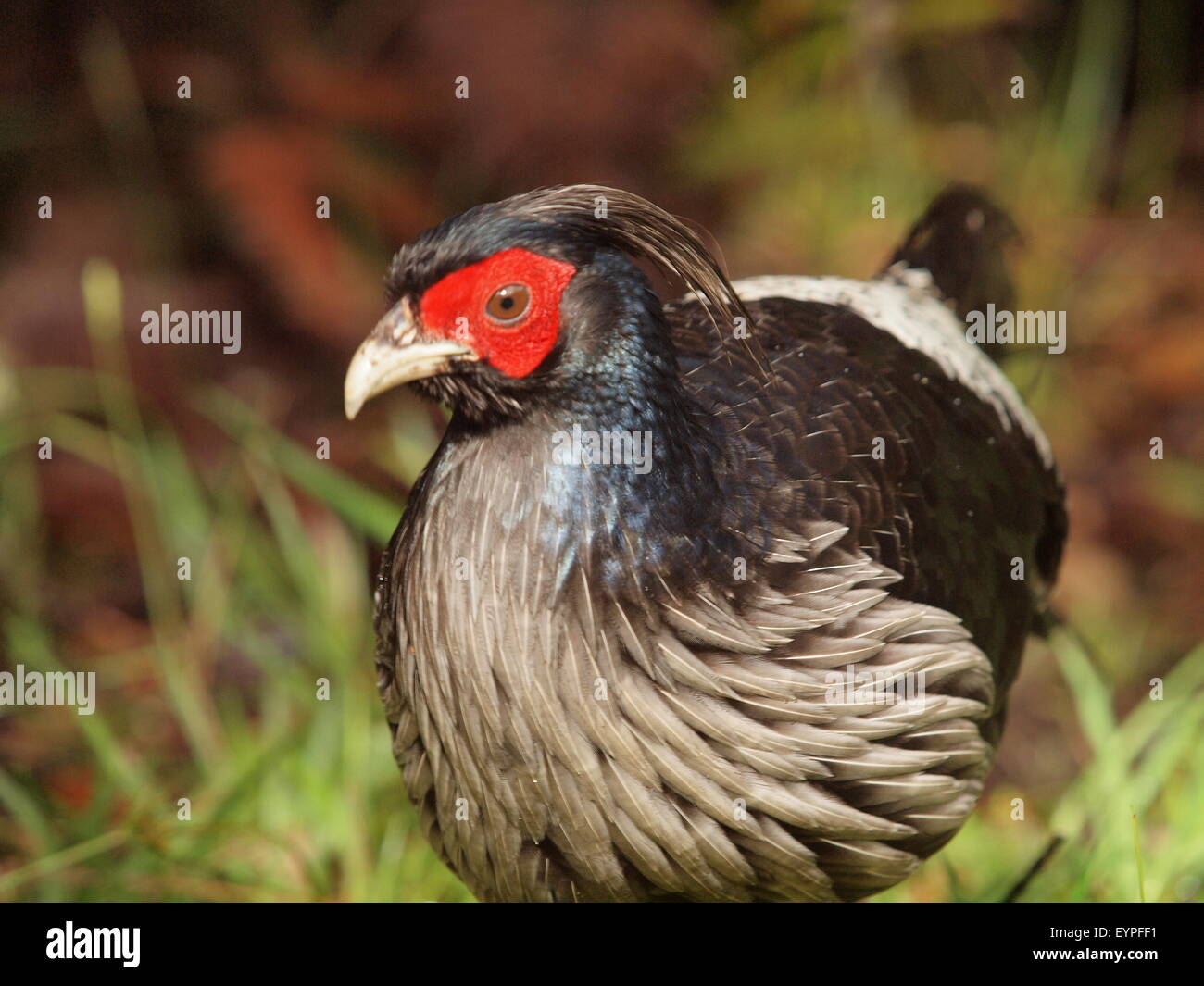 Kalij pheasant hi-res stock photography and images - Alamy