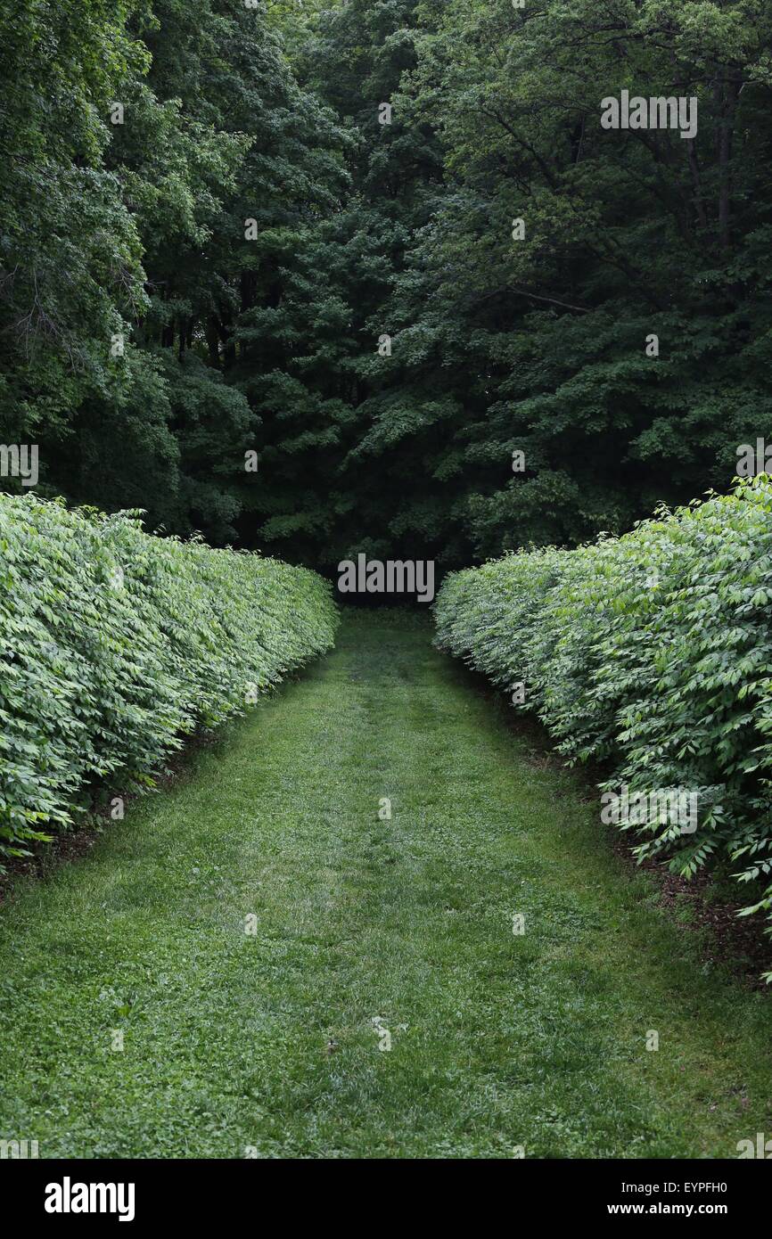 Rows of hedges hi-res stock photography and images - Alamy