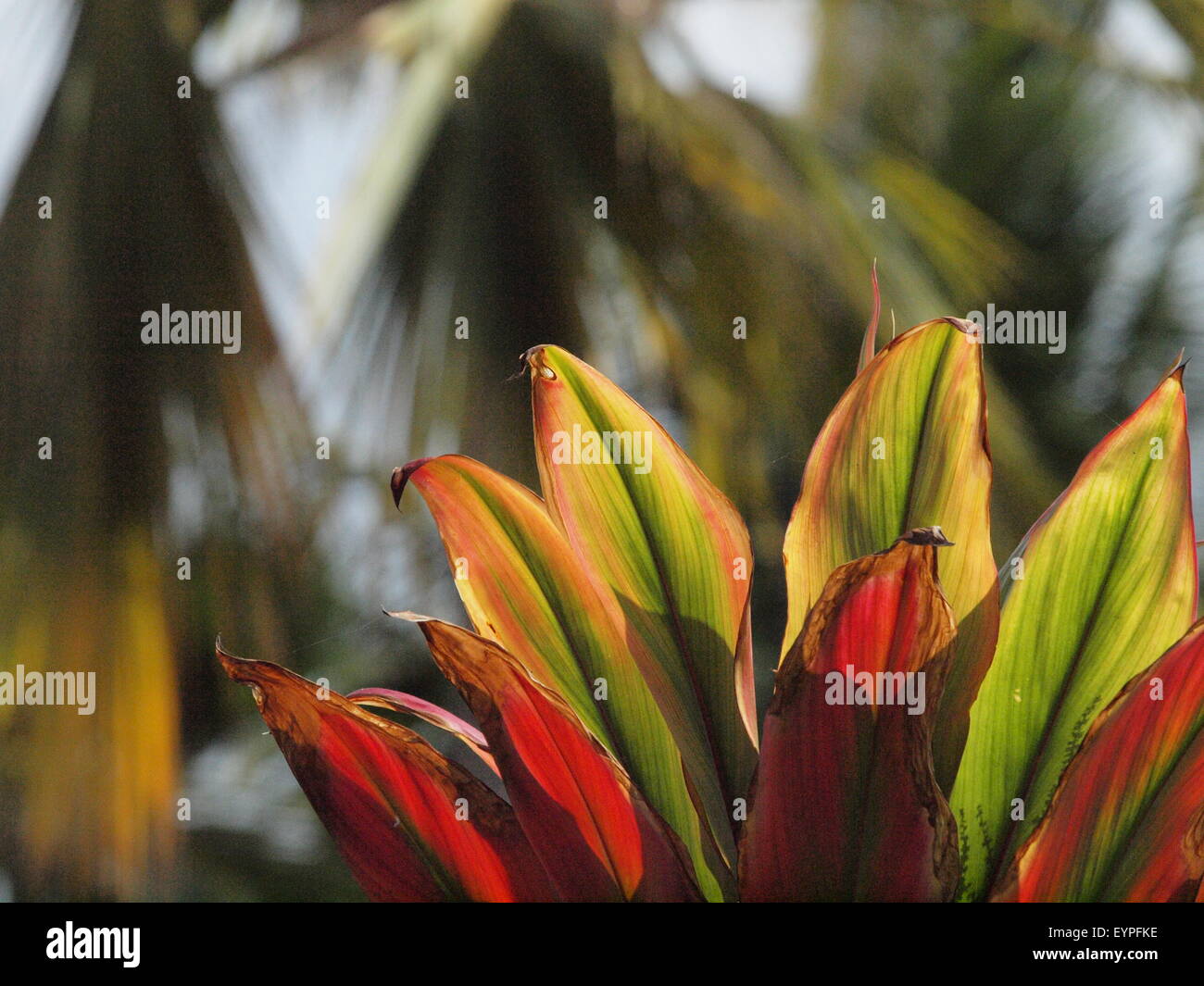 Hawaiian vegetation hi-res stock photography and images - Alamy