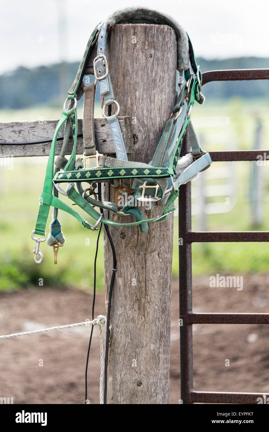 Halters hi-res stock photography and images - Alamy