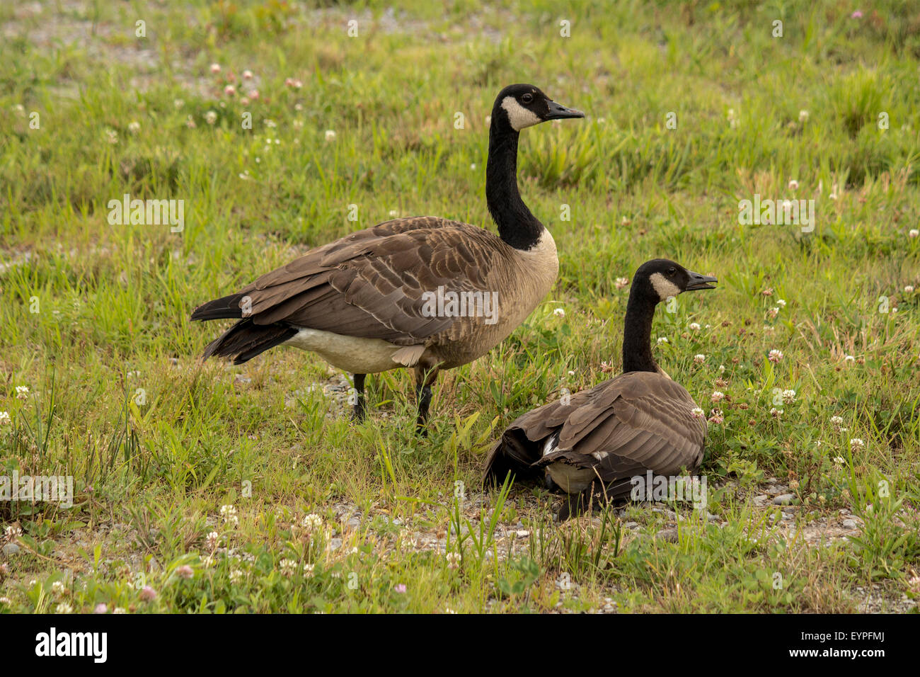 A pair of Canada geese, one staning, one lying down watching something ...