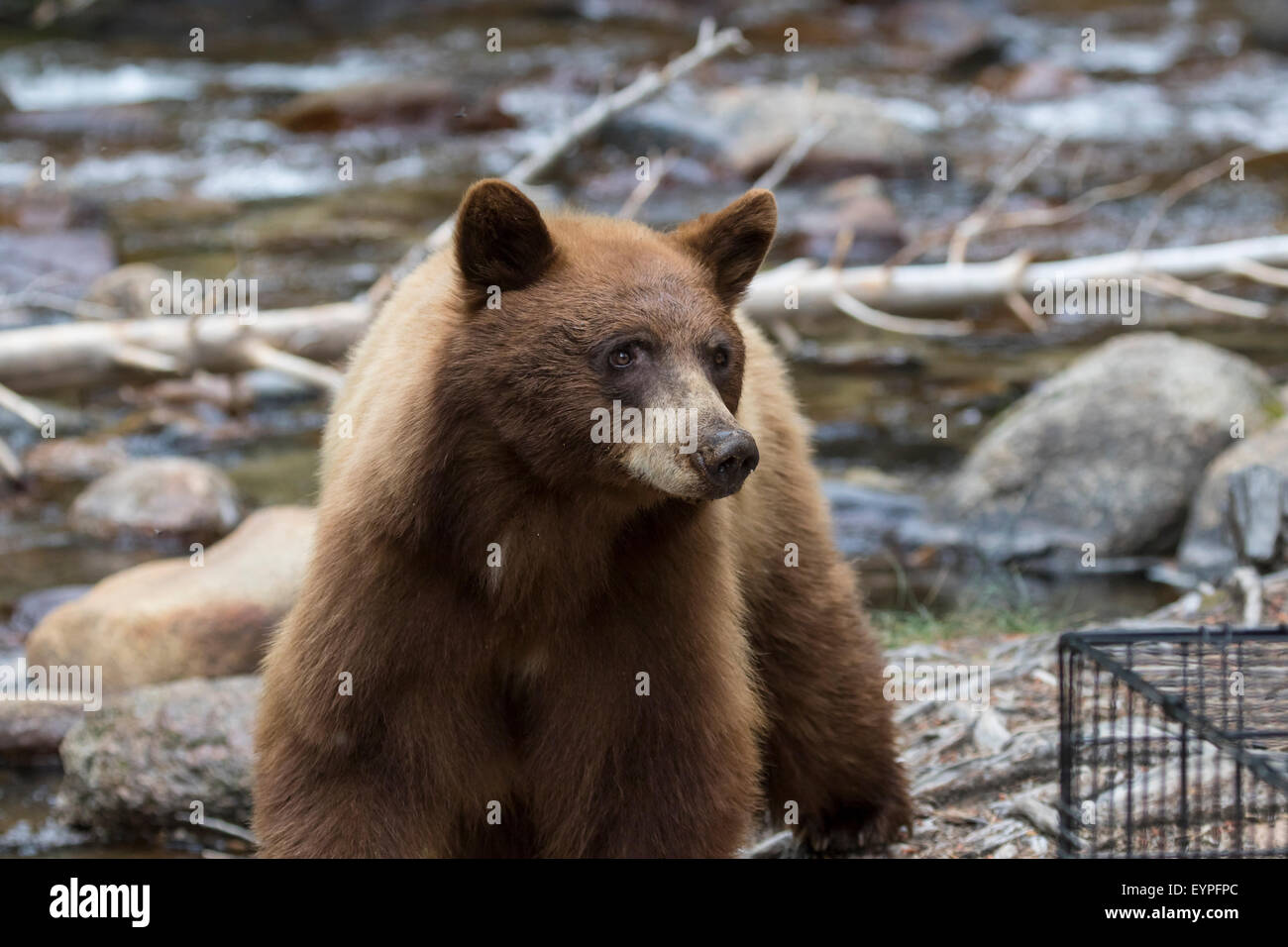 A wild Californian black bear . Although a black bear many are brown in ...