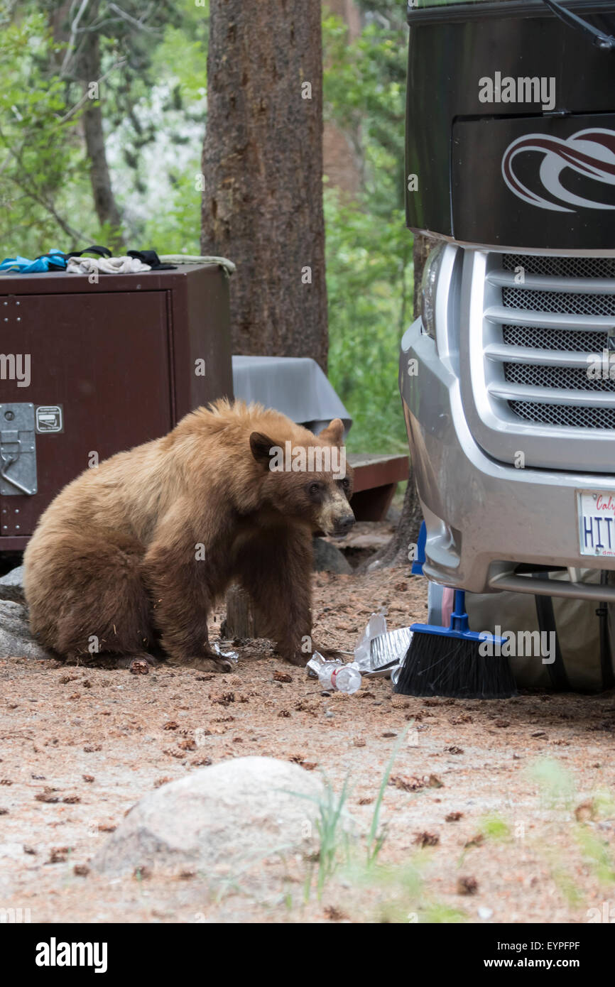 A wild Californian black bear raiding a campsite for food in the ...