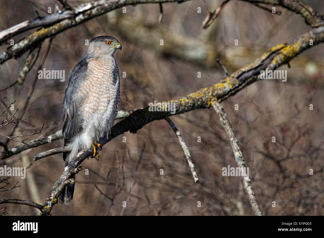 Fierce Coopers Hawk perched in a tree Stock Photo - Alamy