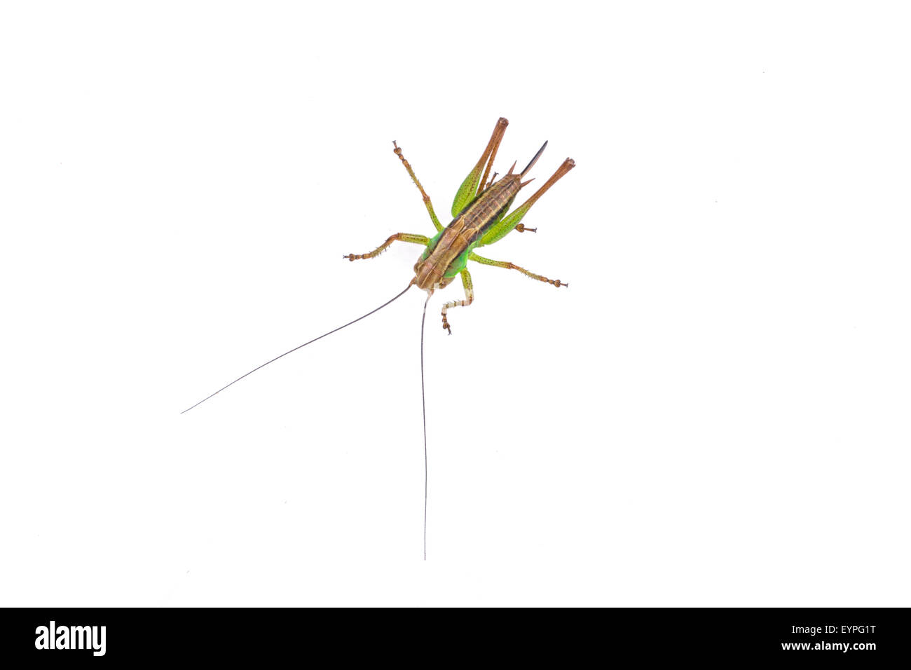 Green brown grasshopper isolated on a white background Stock Photo - Alamy
