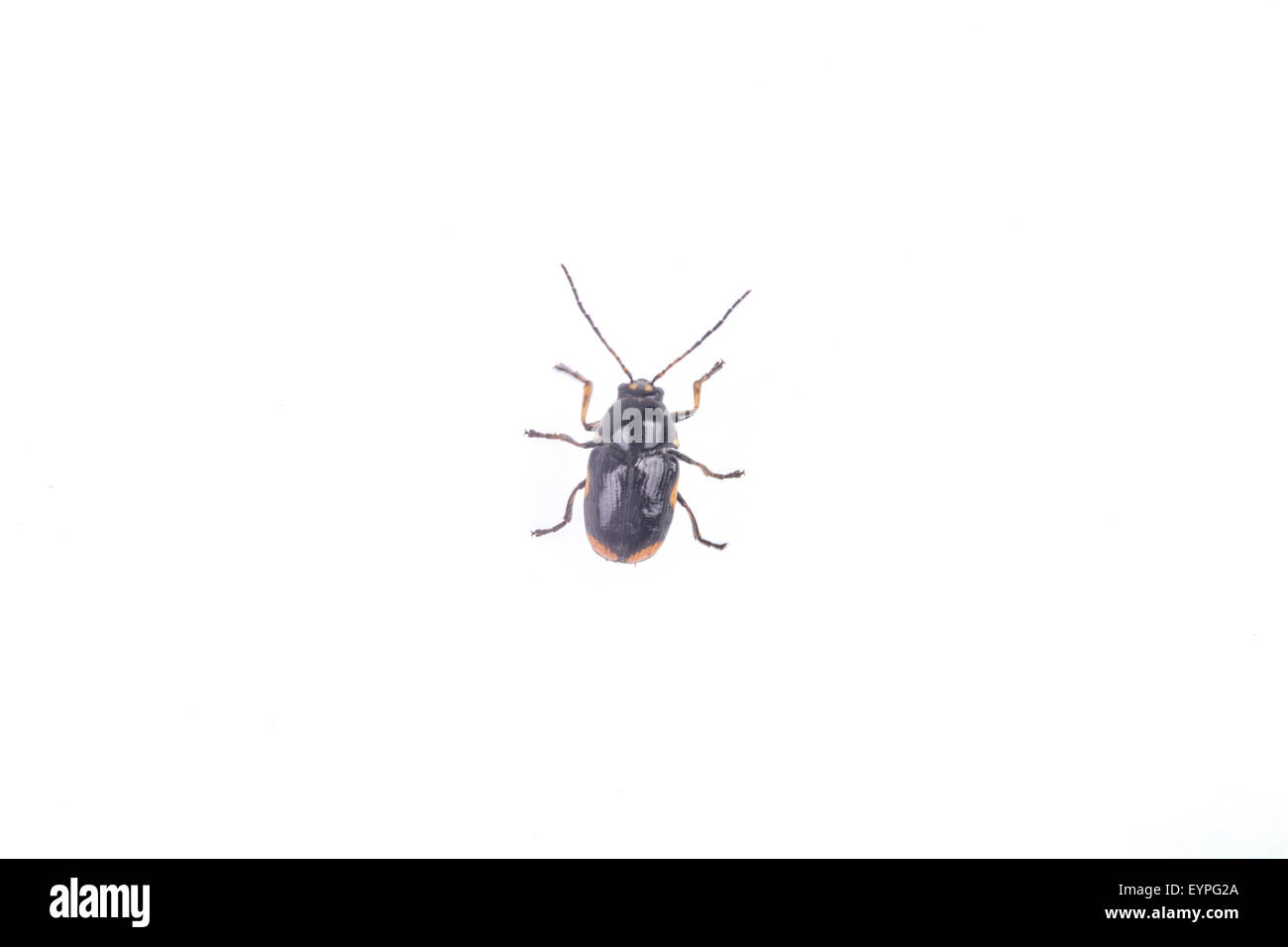 Black bug isolated on a white background Stock Photo - Alamy