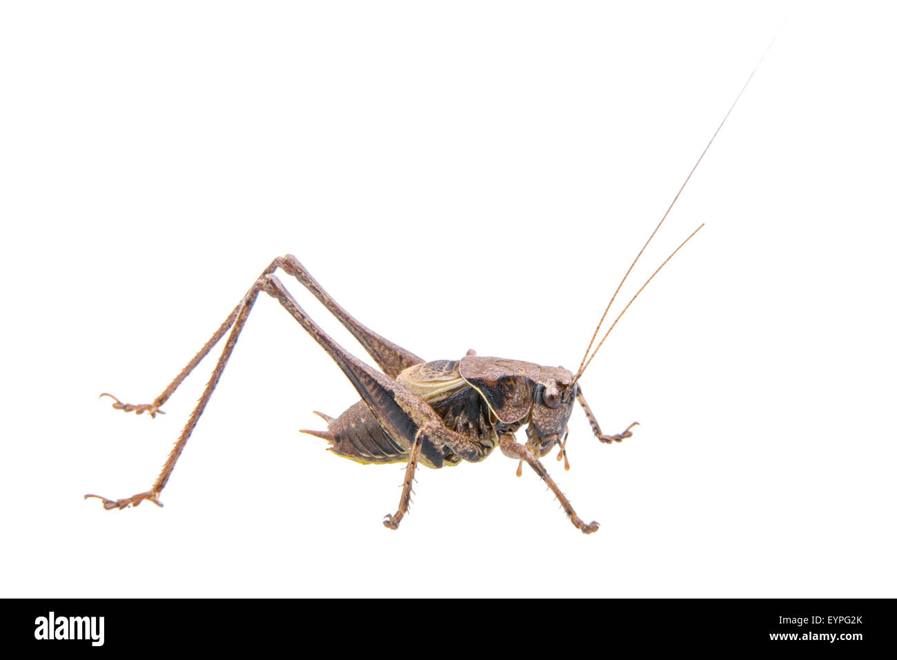 Cricket insect hi-res stock photography and images - Alamy