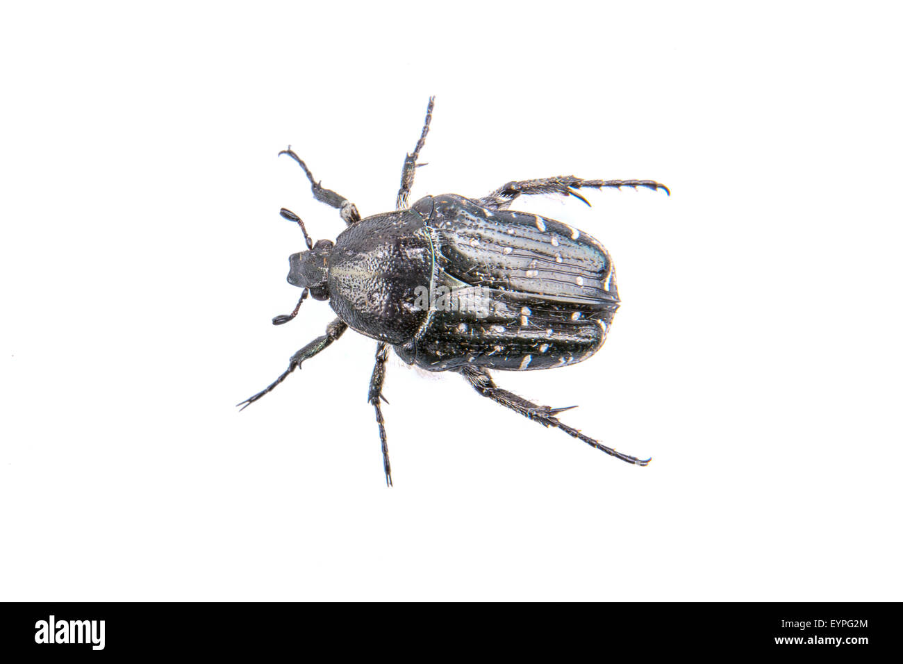 Black bug isolated on a white background Stock Photo - Alamy