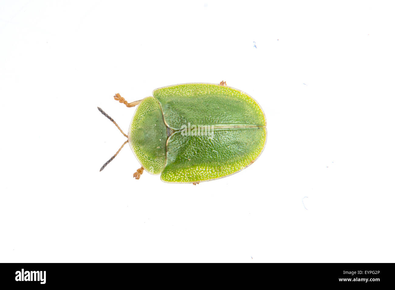 Green shield bug isolated on a white background Stock Photo - Alamy