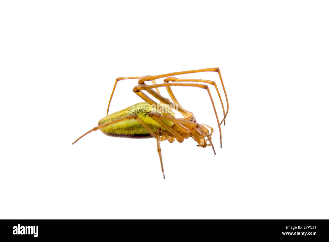 Green spider isolated on a white background Stock Photo - Alamy