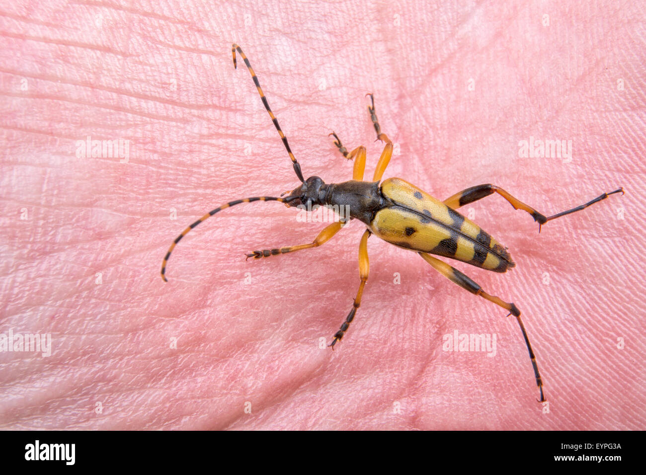 Yellow black bug on a sitting hand Stock Photo - Alamy