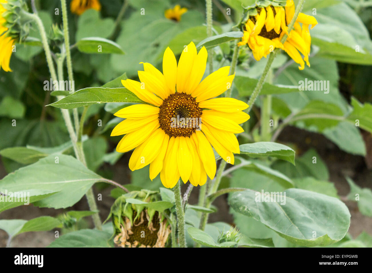 Large sunflower hi-res stock photography and images - Alamy