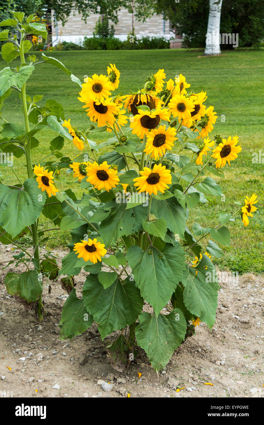 Sonya ontario hi-res stock photography and images - Alamy
