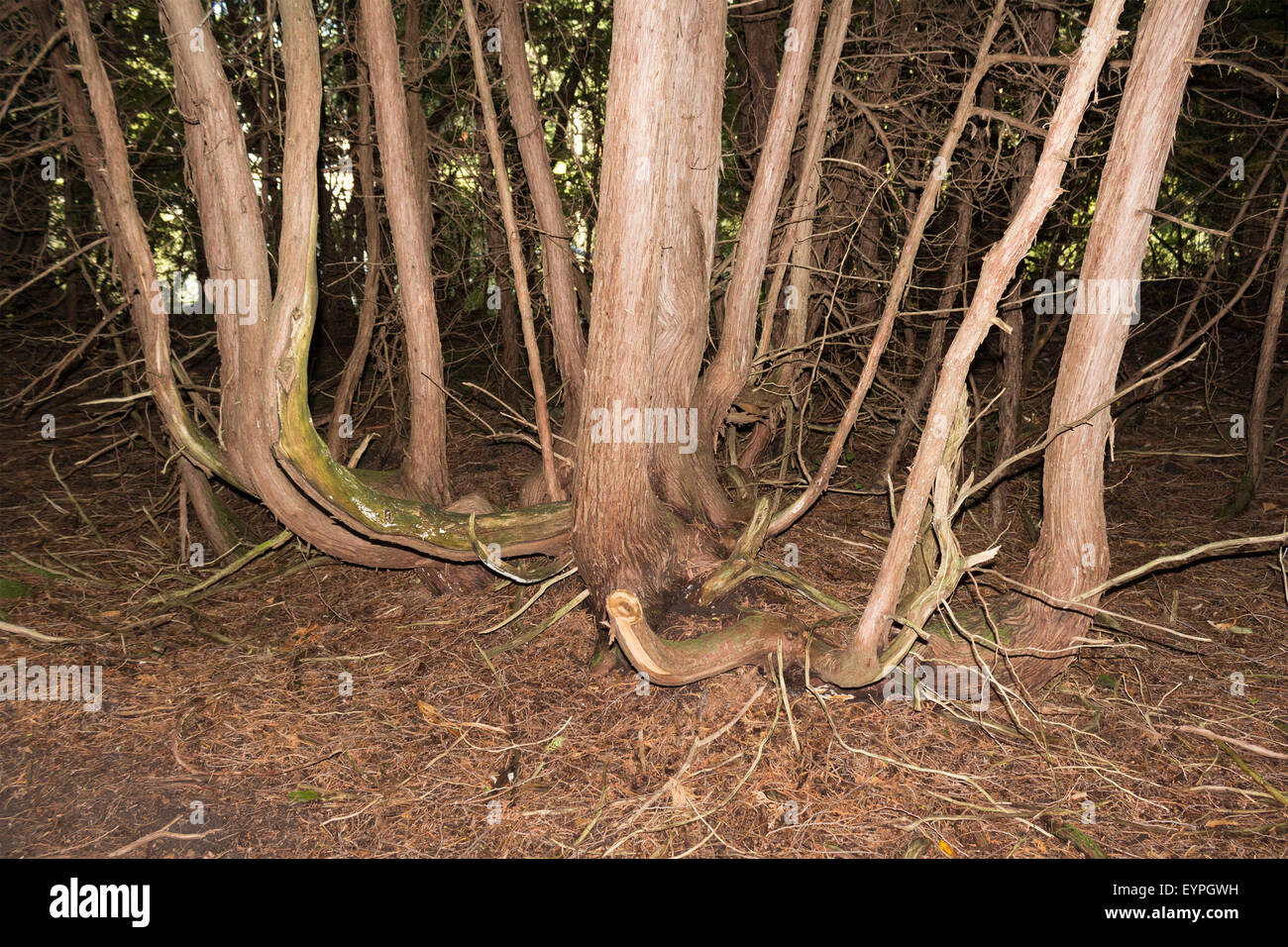Tree growing above ground hi-res stock photography and images - Alamy