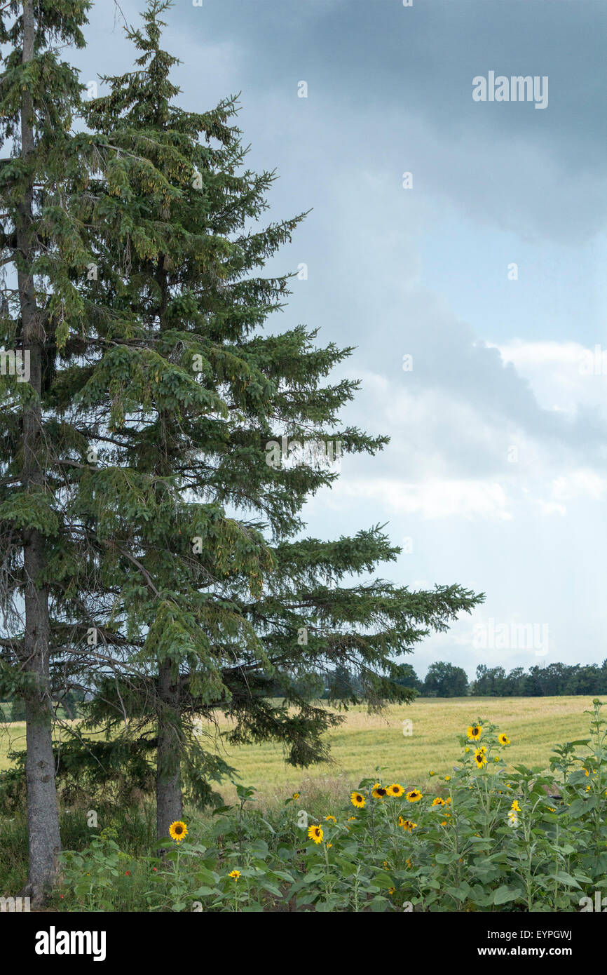 Field overlooking distance green hi-res stock photography and images ...