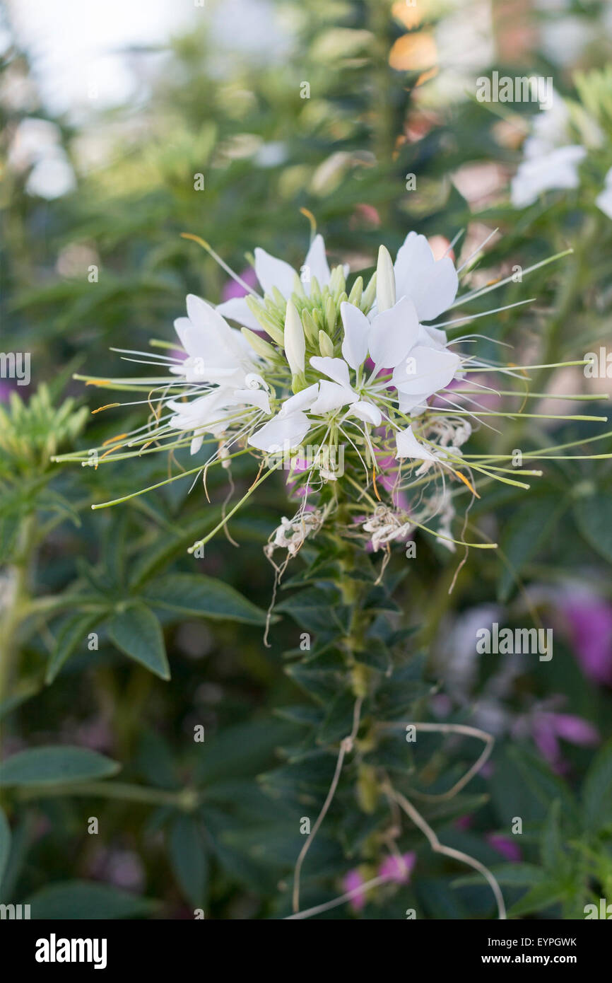 White flower ontario canada hi-res stock photography and images - Alamy
