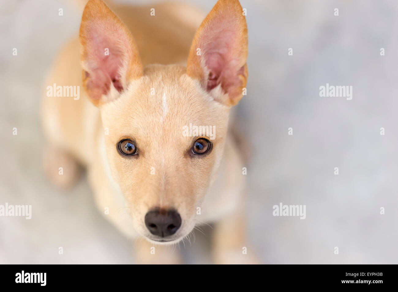 Curious dog is looking up with wonder in its beautiful magnetic eyes ...