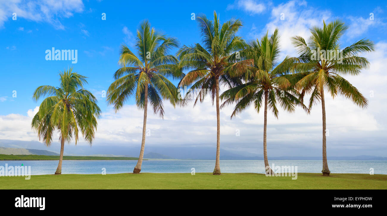 Palm trees in Rex Smeal Park with Dickson Inlet in the background, Port ...