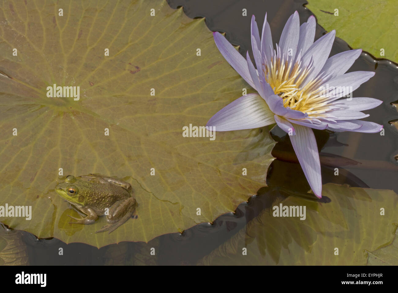 American bullfrog (Lithobates catesbeianus), indigenous to North ...
