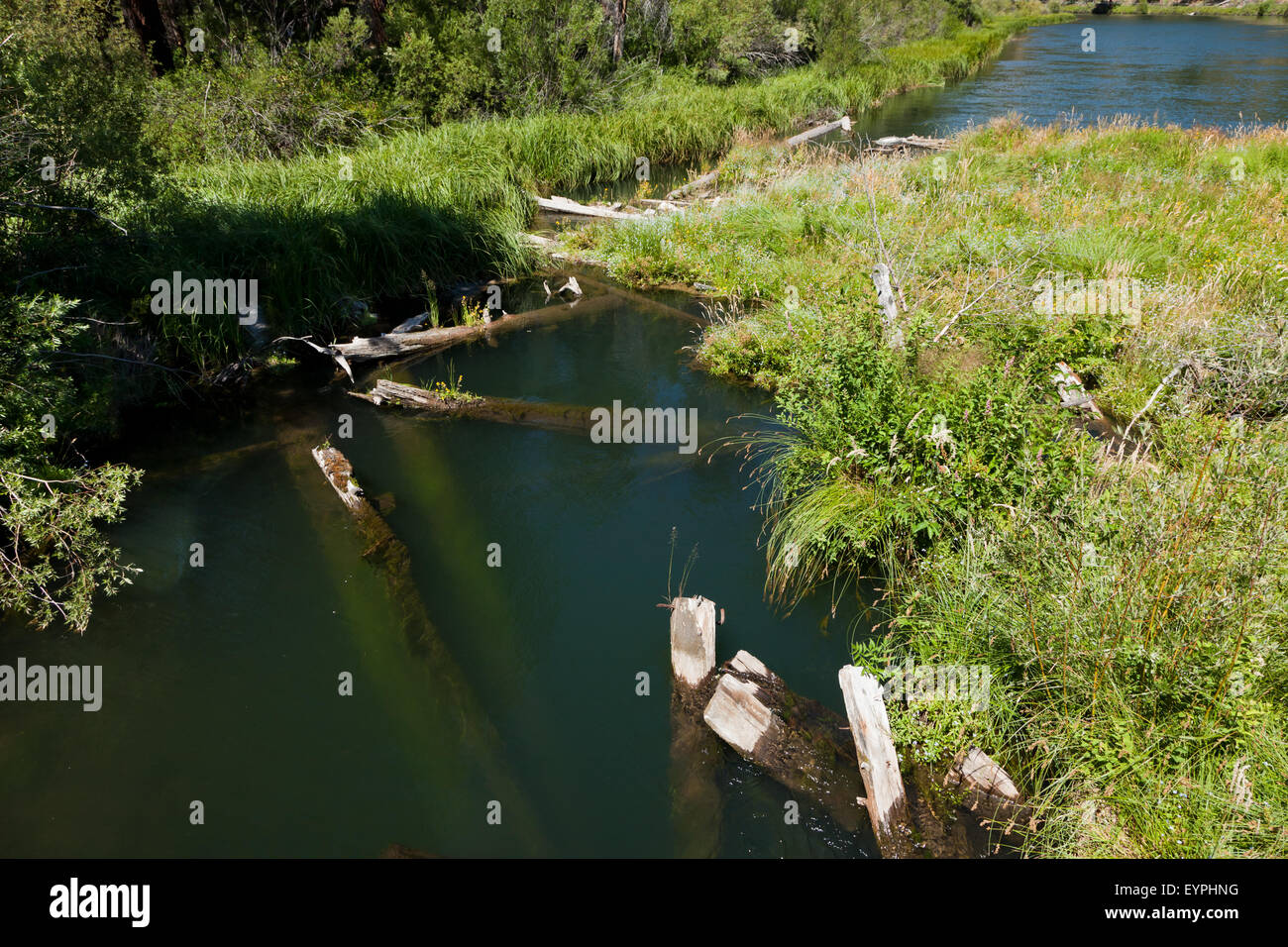 A old log jam creates a deceptive surface for grass to grow on top of ...