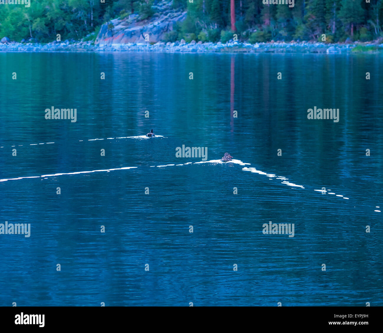 A pair of ducks swimming leisurely leaving a wake of silver as they ...