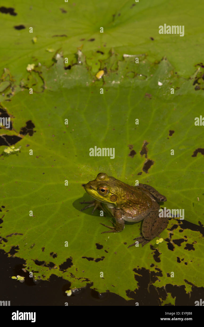 American bullfrog (Lithobates catesbeianus), indigenous to North ...