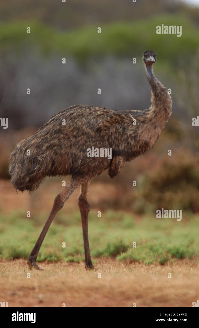 Close-up of an Australian emu (Dromaius novaehollandiae), outback ...