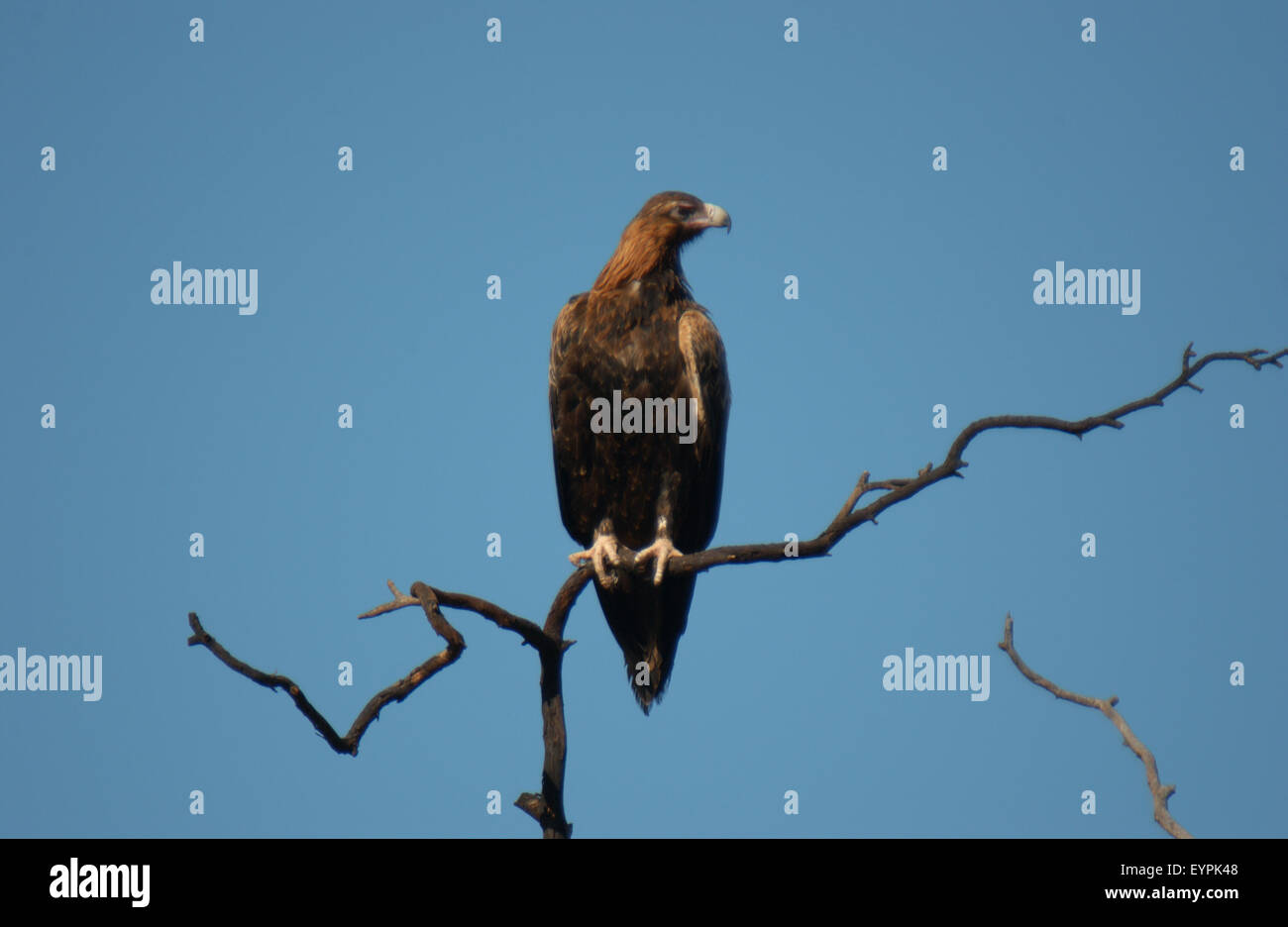 Australian Wedge-tailed eagle (Aquila audax) Western Australia Stock ...