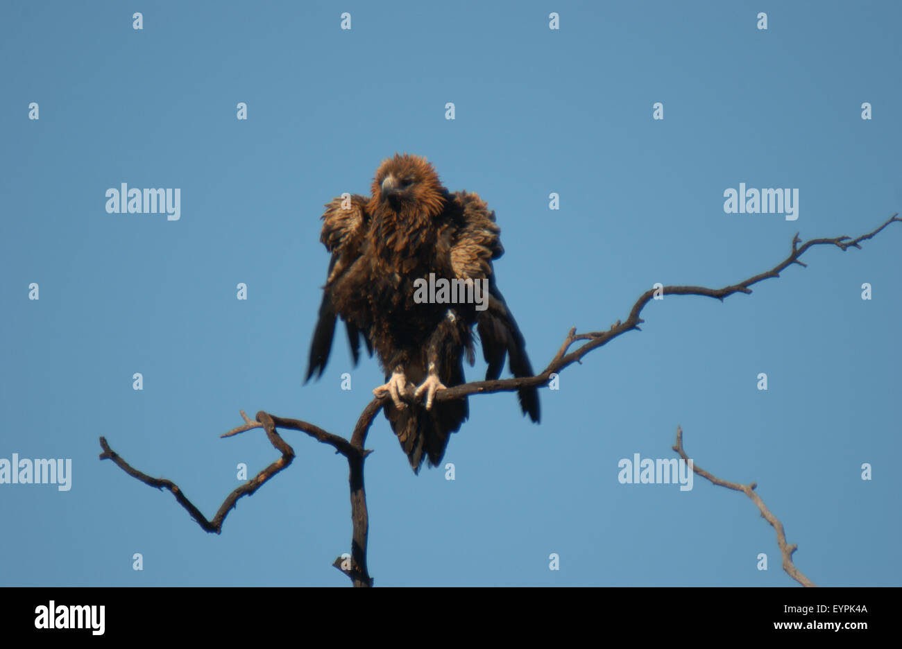 Australian Wedge-tailed eagle (Aquila audax) Western Australia Stock ...