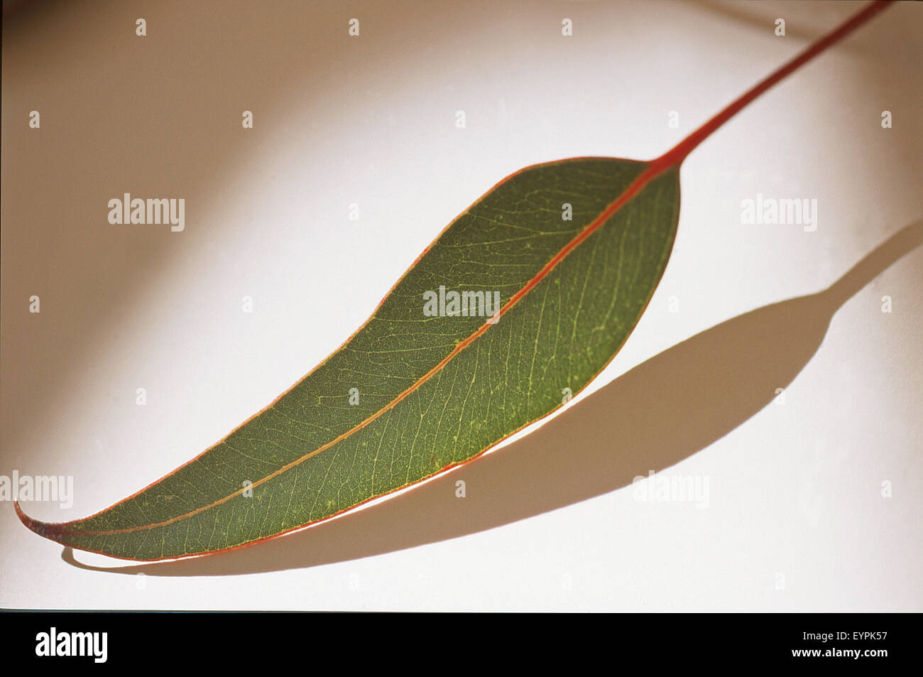 Eucalyptus leaf hi-res stock photography and images - Alamy