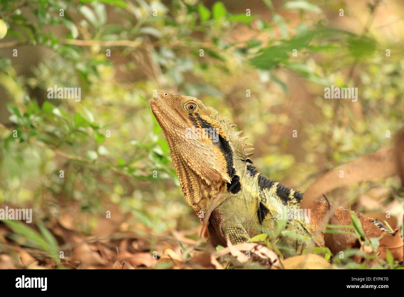 Australian dragoon hi-res stock photography and images - Alamy