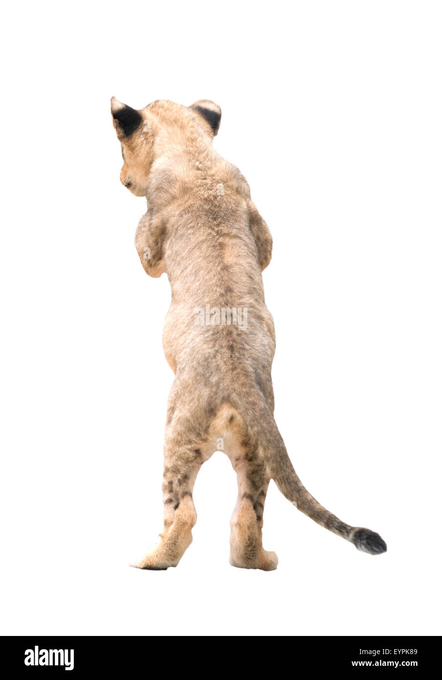 Baby lion cub hi-res stock photography and images - Alamy