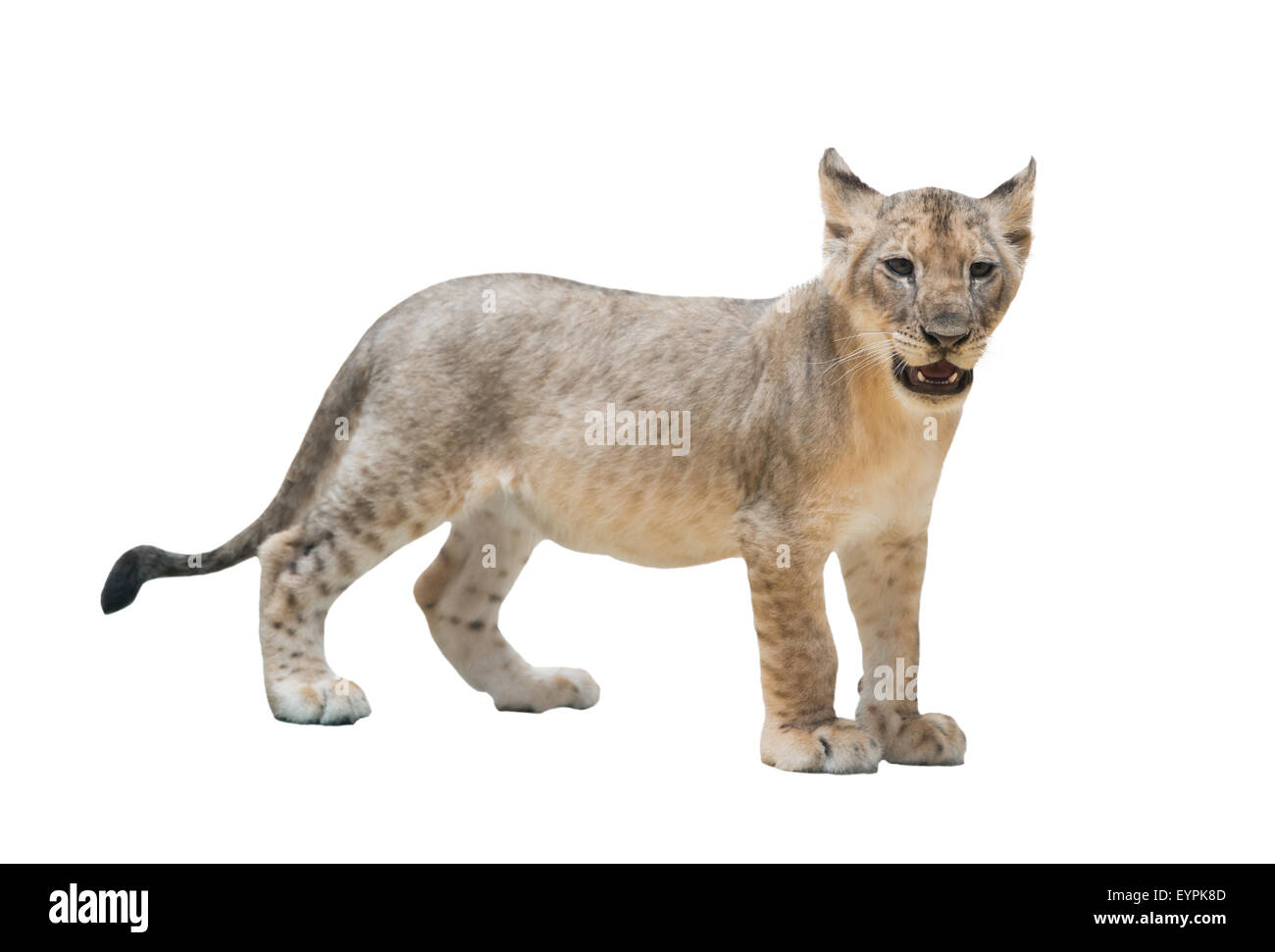 baby lion isolated on white background Stock Photo - Alamy