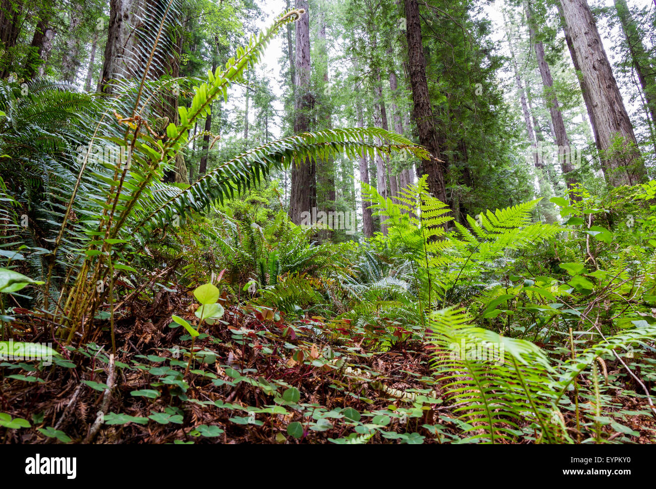 giant ferns growing in the ground with towering redwood trees in the ...