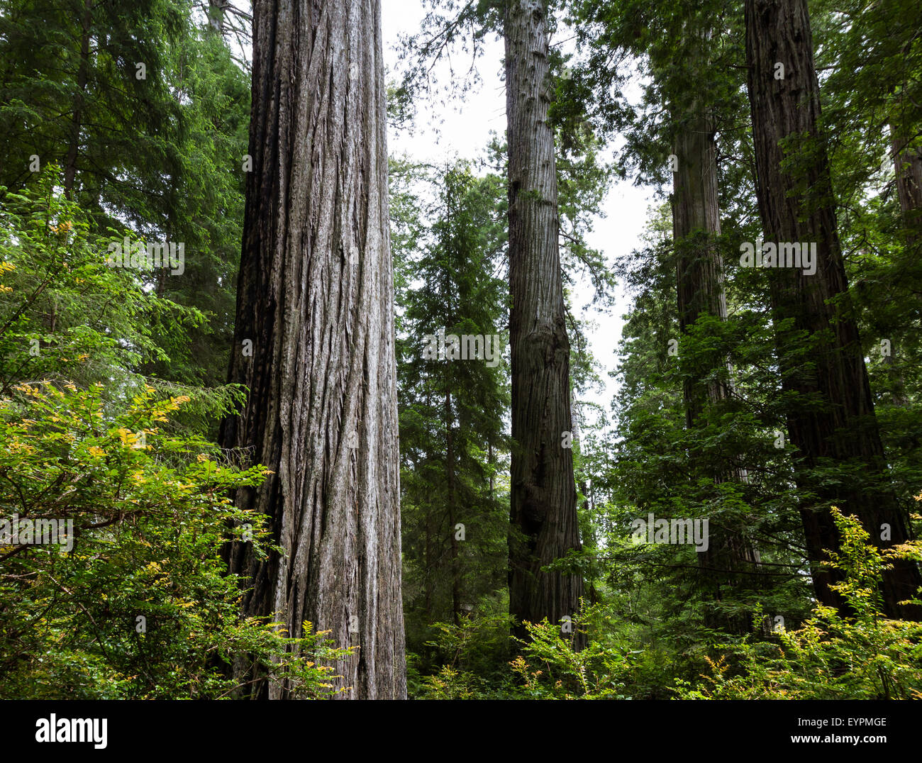 giant redwood trees at the redwood national park in northern California ...