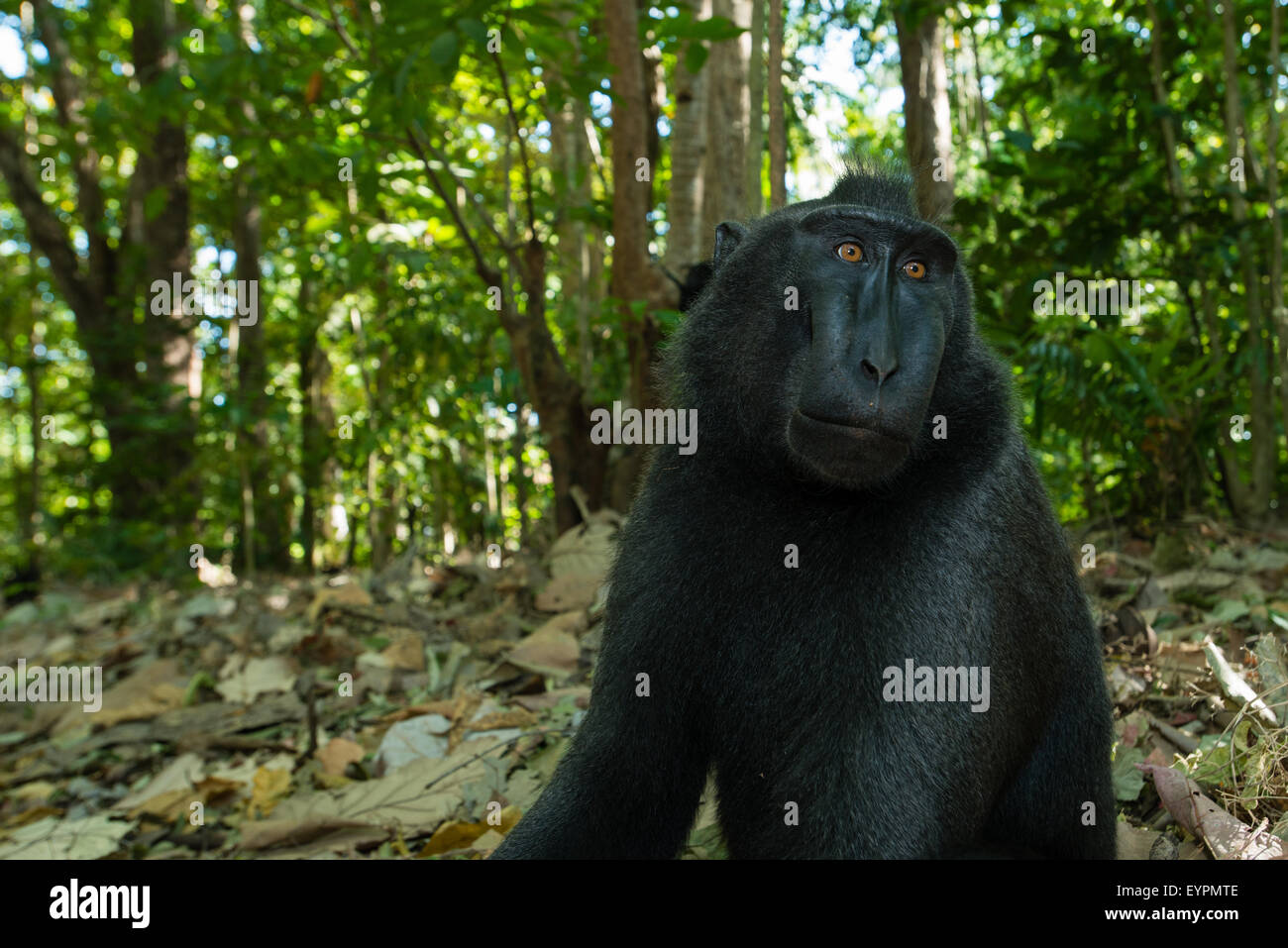 a Single black crested macaque also known as the celebes black macaque ...