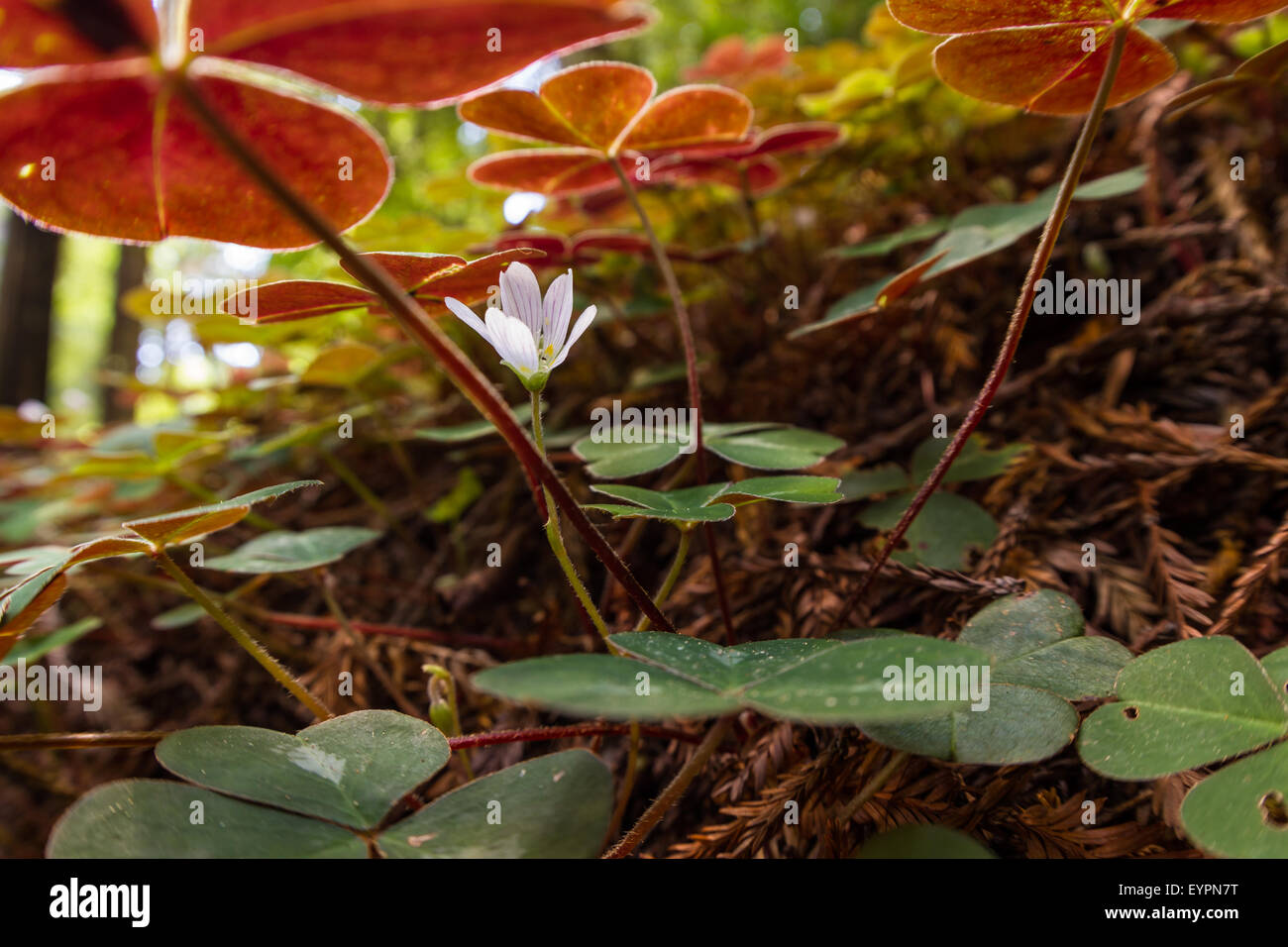 Clover ground cover hi-res stock photography and images - Alamy
