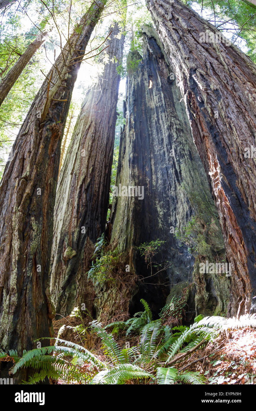 Tall towering trees hi-res stock photography and images - Alamy