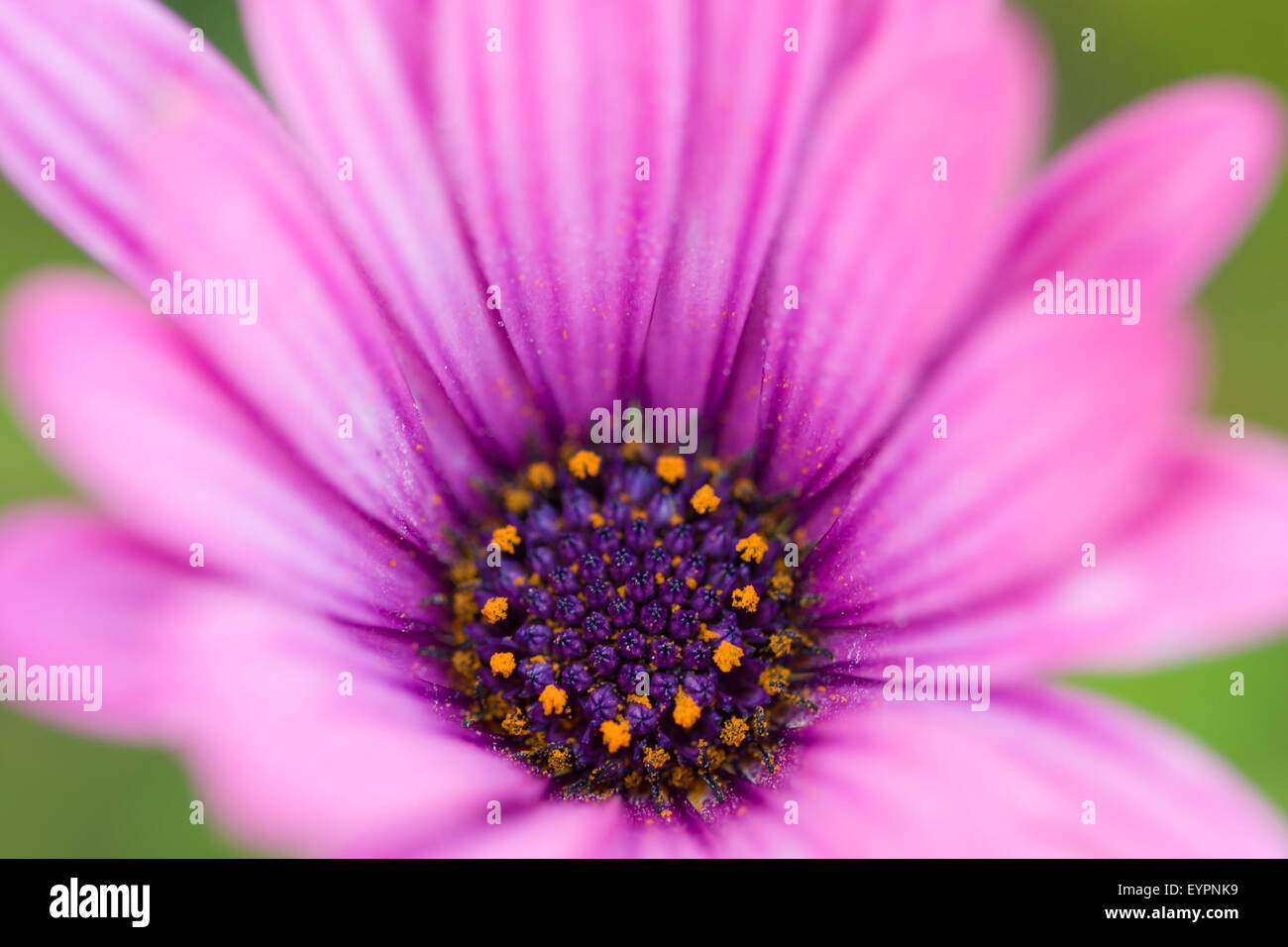 Extreme close up of petals and stamen of bright pink Cape daisy ...