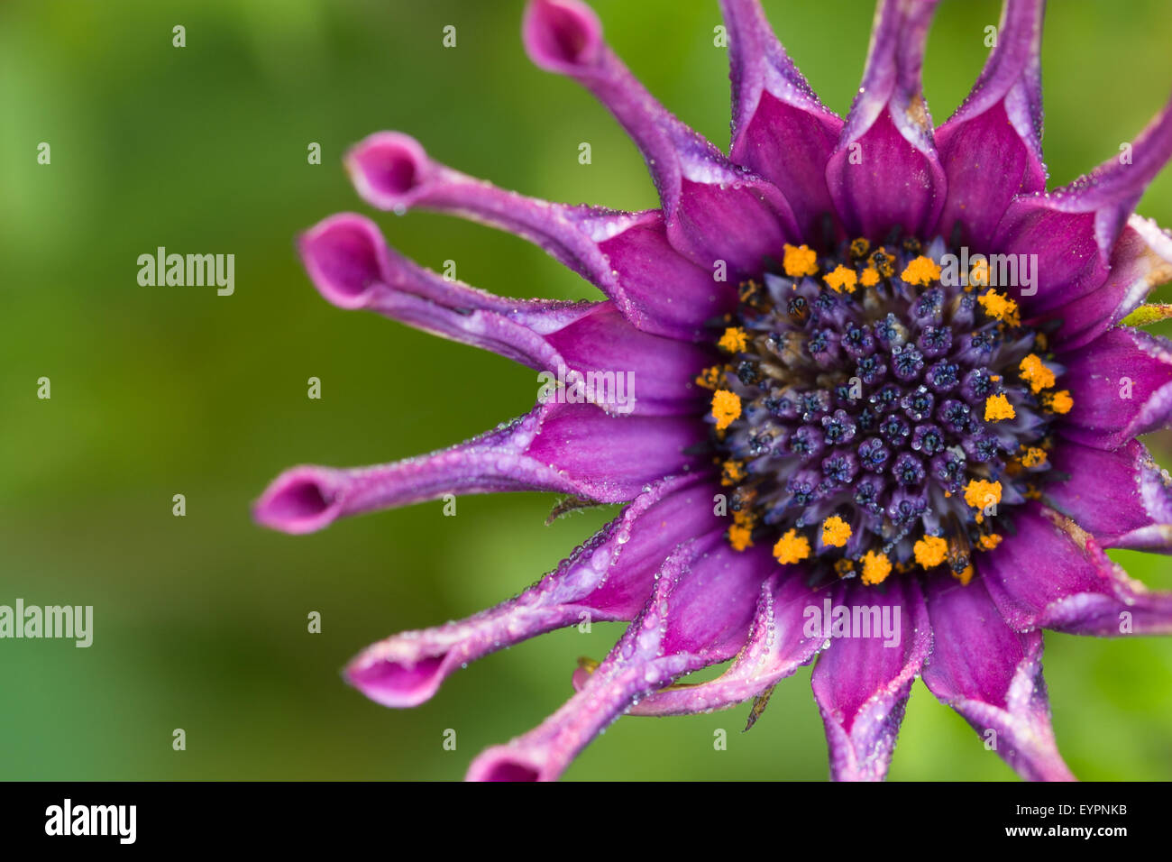 Close-up detail of petal structure and stamen of bright purple Cape or ...