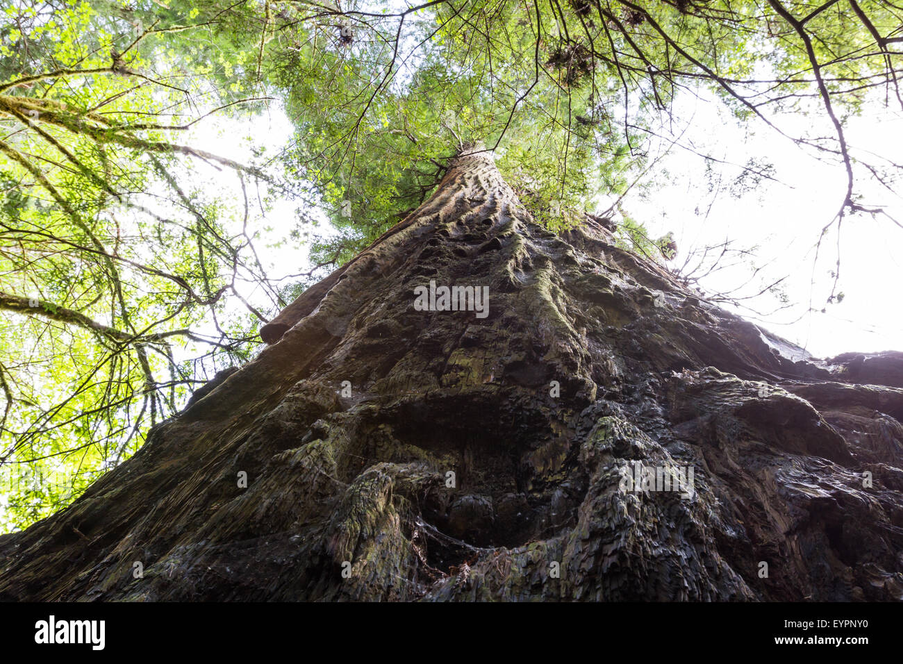 giant redwood tree photographed with a wide angle lens to show detail ...