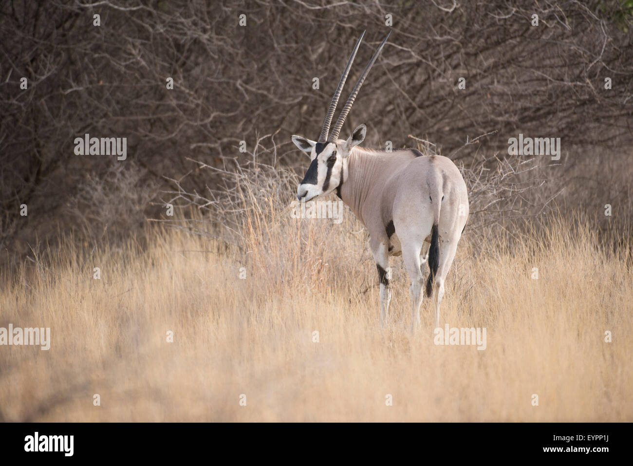 Beisa hi-res stock photography and images - Alamy