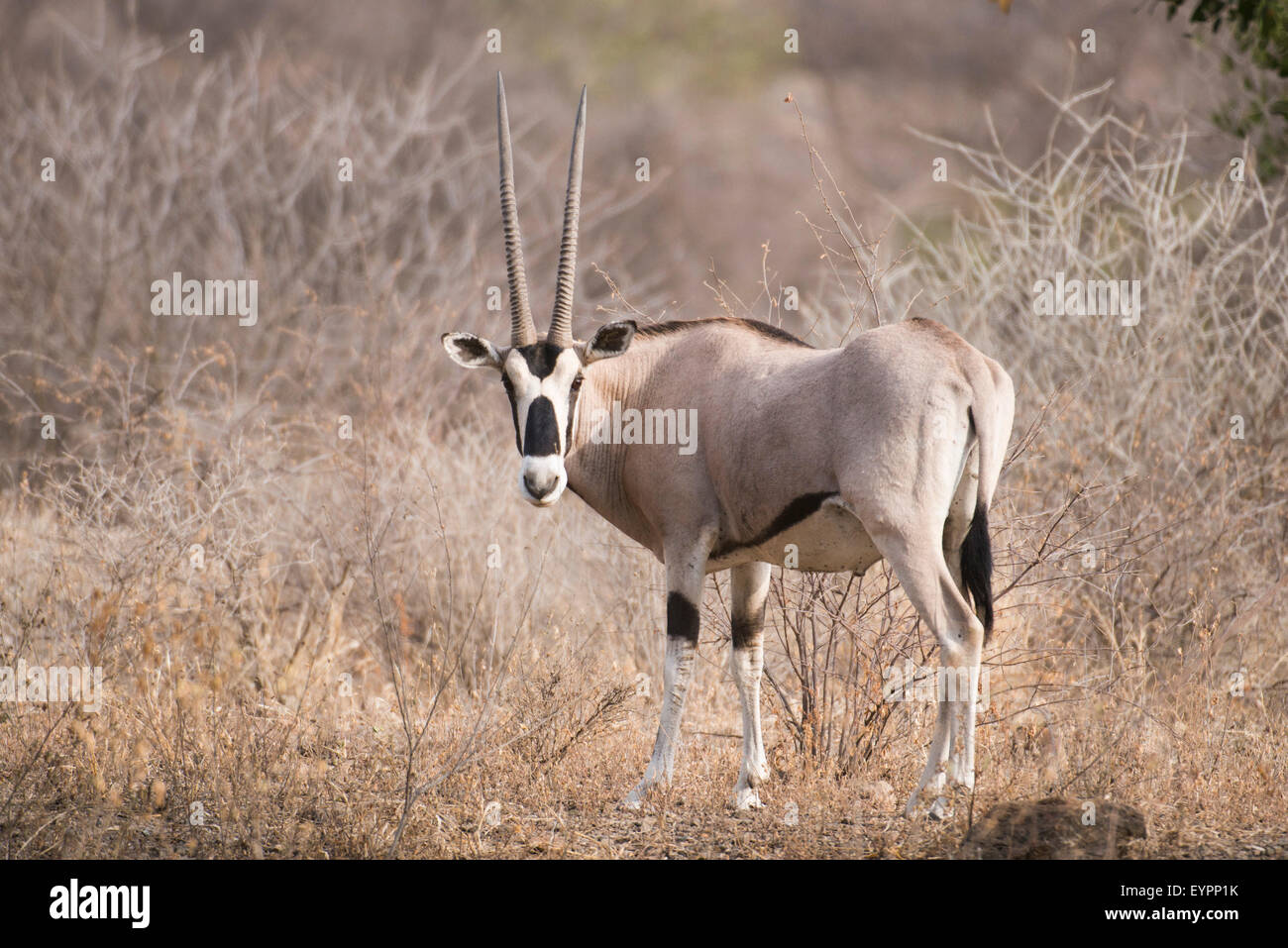 Beisa Oryx (Oryx beisa), Awash National Park, Ethiopia Stock Photo - Alamy