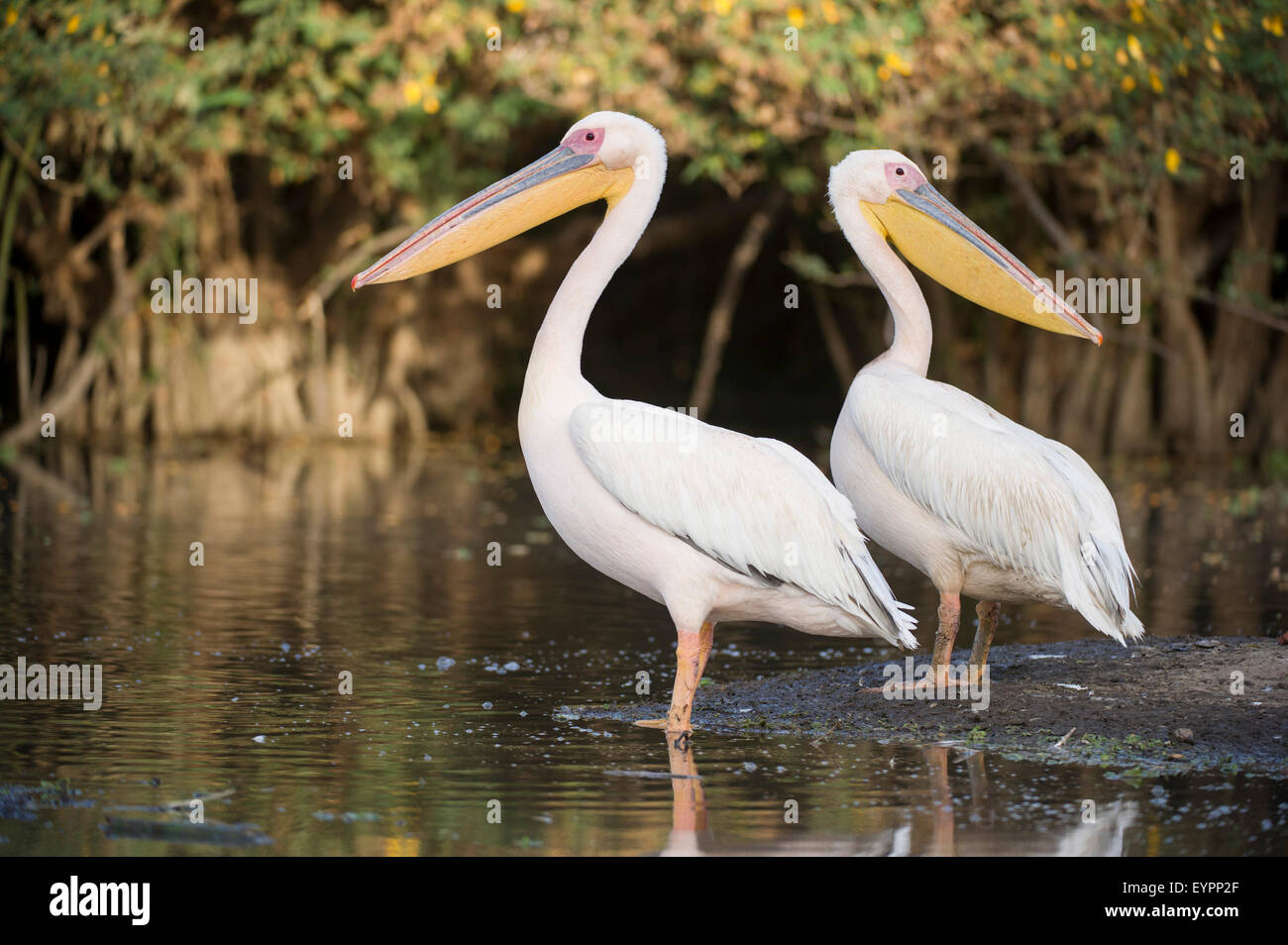 Great White pelicans, Pelecanus onocrotalus, Lake Ziway, Ethiopia Stock ...