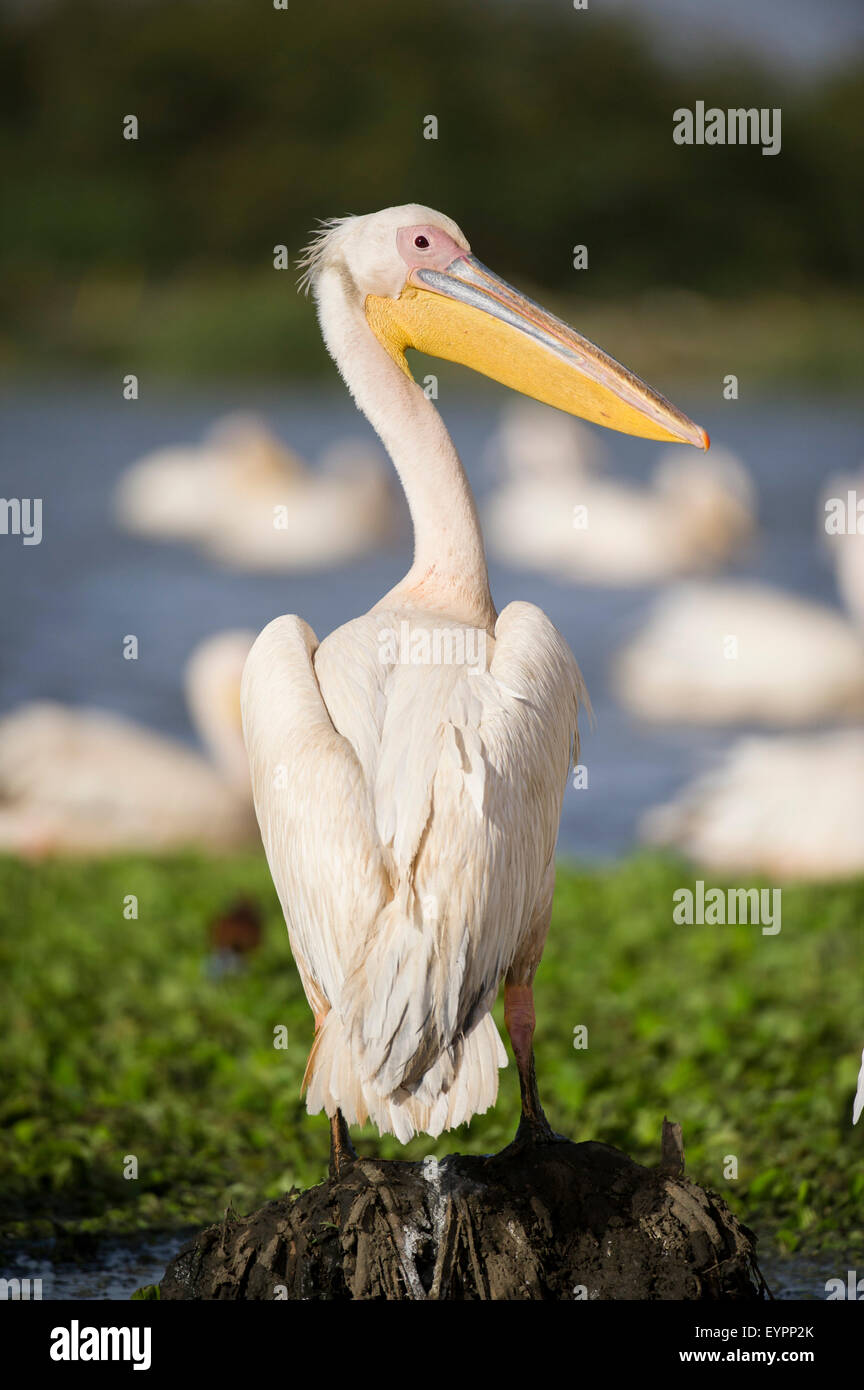 Great White pelican, Pelecanus onocrotalus, Lake Ziway, Ethiopia Stock ...