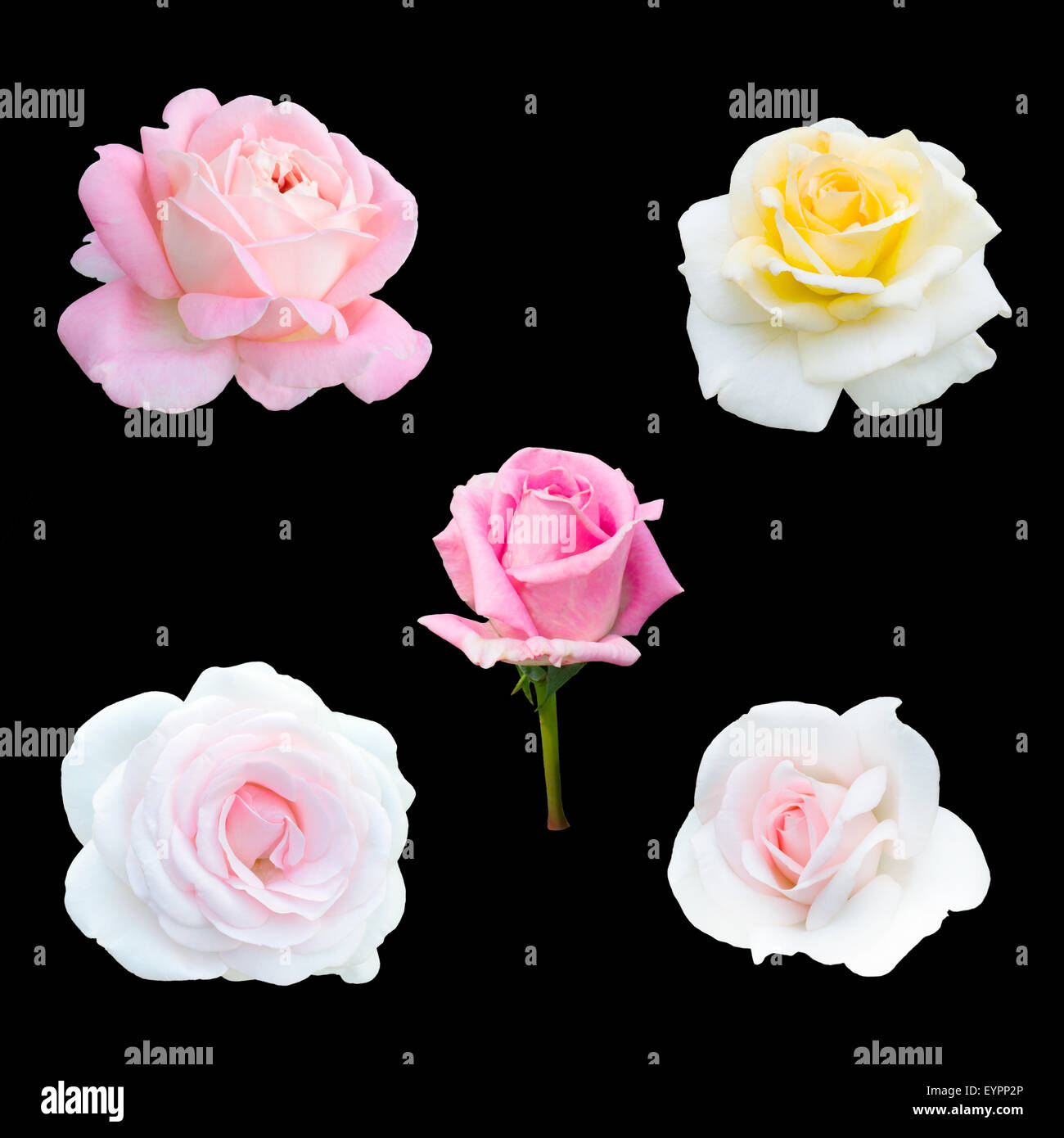 Native roses hi-res stock photography and images - Alamy